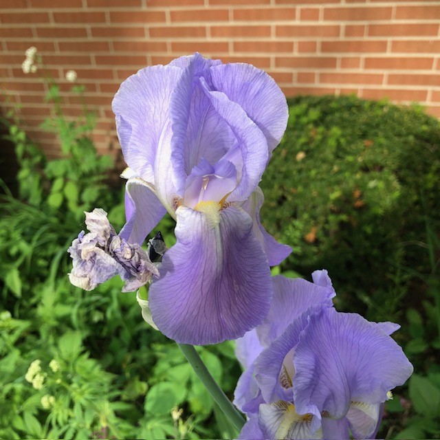 The Iris Connection – Wells County Historical Society and Museum